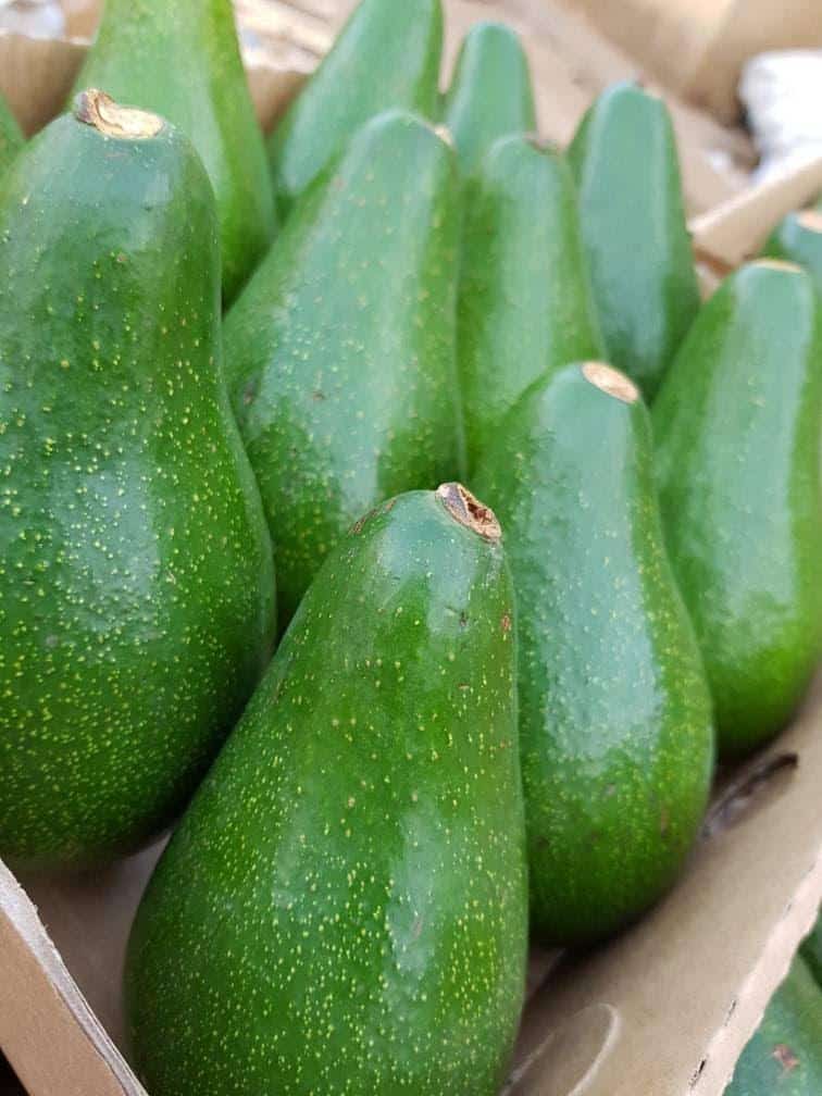 Jumbo avocado - AGRENES